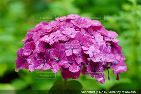 雨に濡れる紫陽花の写真画像素材 6764382 Snapmartスナップマート