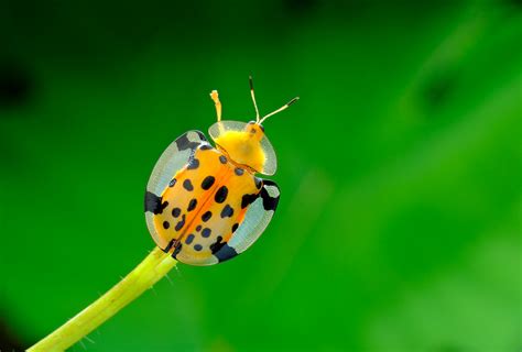 大黑星龜金花蟲 Aspidomorpha Miliaris チンさん Flickr
