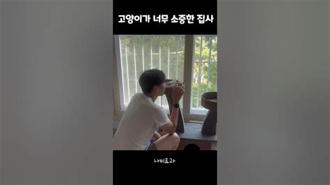 소중한 것을 대하는 자세 Shorts 고양이일상 고양이영상 Cat Catlover Youtube