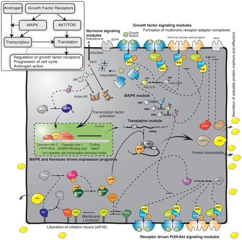 Schematic Overview Of The Interaction Network Used In Modeling The Download Scientific Diagram