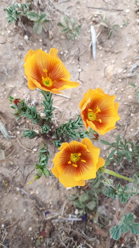 Orange Desert Flowers Digital Print Desert Photography Etsy