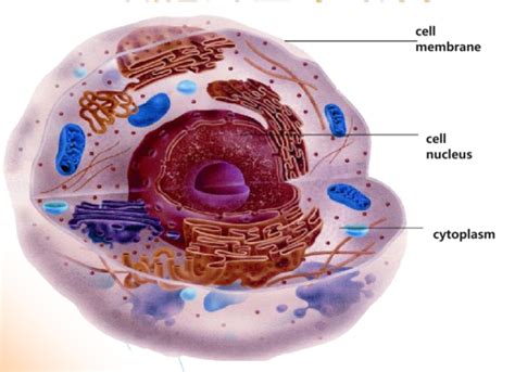 What Are The Differences Between Hydrogenated Lecithin Phosphatidylcholine And Hydrogenated