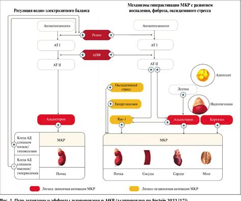 Figure 1 From The Role Of Mineralocorticoid Receptors Hyperactivation