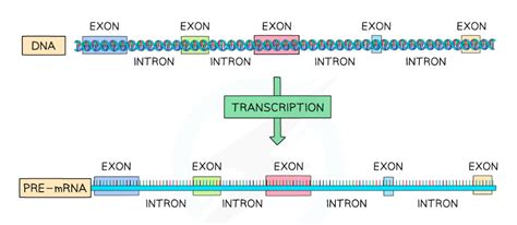 Edexcel A Snab A Level Biology复习笔记627 Post Transcriptional Modification 翰林国际教育