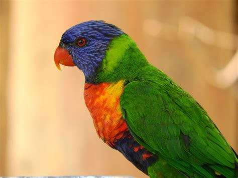 100 Free Loris And Parrot Photos Pixabay