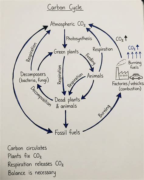Carbon Cycle Steps Process Diagram And Climate Importance