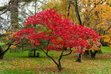 15 Knockout Trees With Foliage That Turns Red In Autumn Horticulture