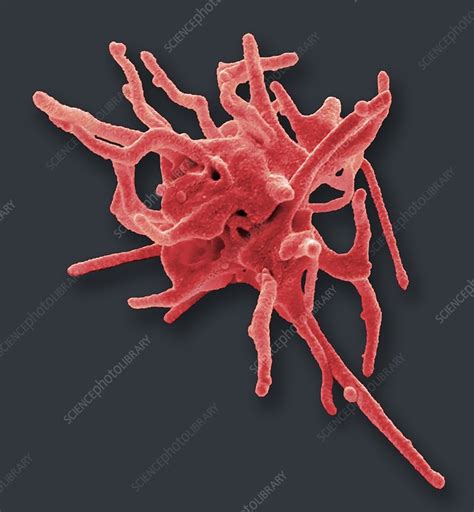 Activated Platelet Sem Stock Image C0386645 Science Photo Library