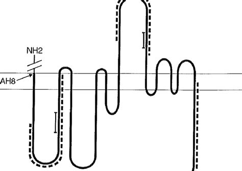 Schematic Representation Of The Intracellular And Membrane Spanning
