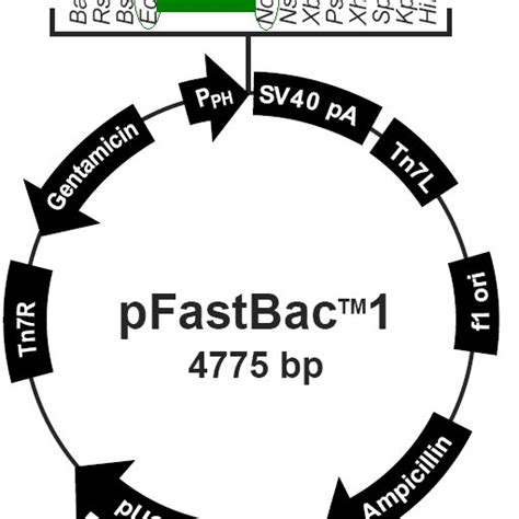 Agarose Gel Electrophoresis Of Extracted Pfastbac Orf2 Lane1 Digested Download Scientific
