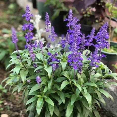 Plant Faqs Blue Salvia