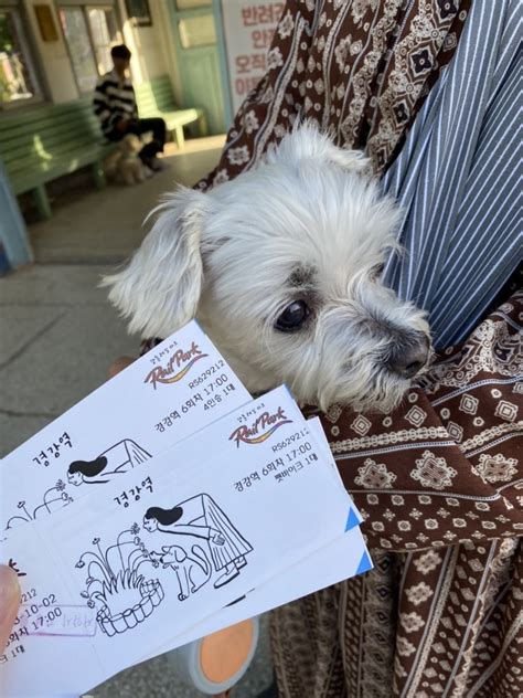 강원도 춘천 여행 코스 경강레일바이크 펫바이크 김유정 가평 레일바이크와 비교 정리 네이버 블로그