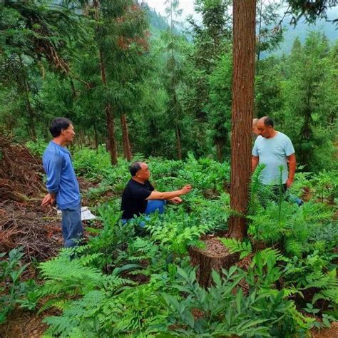 魔芋助增收中山镇四合村的 村晚梦要实现了 种植