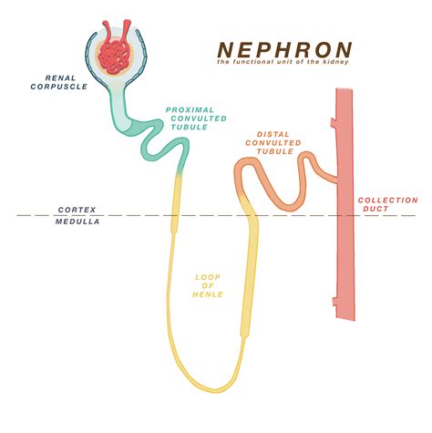 Loop Of Henle Diagram Loop Of Henle