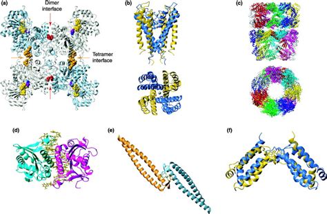 The Power Of Two Protein Dimerization In Biology Trends In Biochemical Sciences