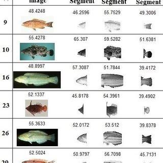 PDF Fish Image Segmentation Algorithm FISA For Improving The Performance Of Image Retrieval