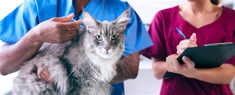 Is Vetsulin Good For Cats World Pet Express