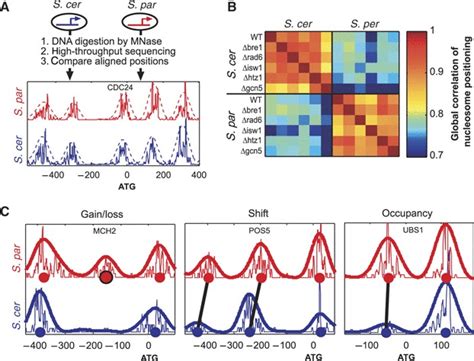 Comparison Of Nucleosome Positioning Between Two Yeast Species A
