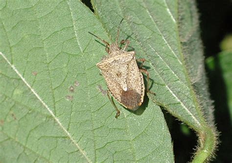 Stink Bugs Showing Up In Soybeans And Dry Beans Field Crop News