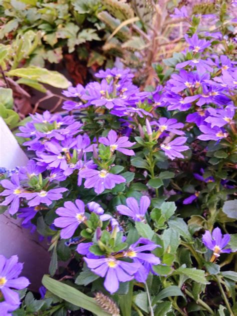 Live Blue Brilliance Scaevola 4 Inch Pot Etsy