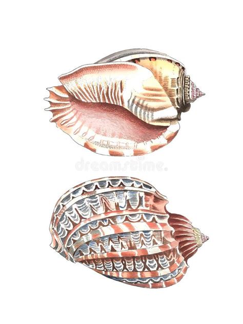 Sea Shell Illustration Detailed Vintage Drawing Of Marine Shells On