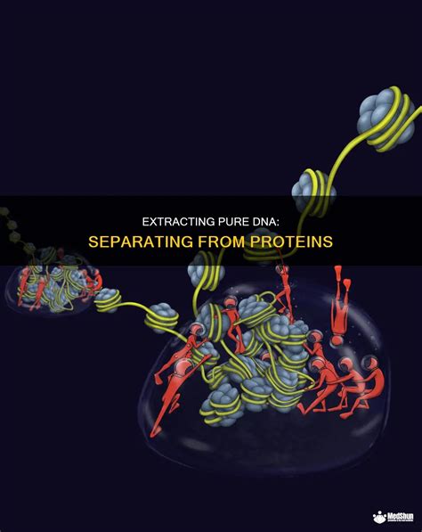 Extracting Pure Dna Separating From Proteins Medshun