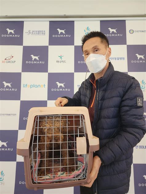 푸들 꼬미 대구강아지가정분양 노르웨이숲분양 천안강아지분양 이탈리안그레이하운드분양 댕댕이 털잘안빠지는강아지 포메라니안가격 보더콜리분양가 빅토리아펫보호소 입양완료