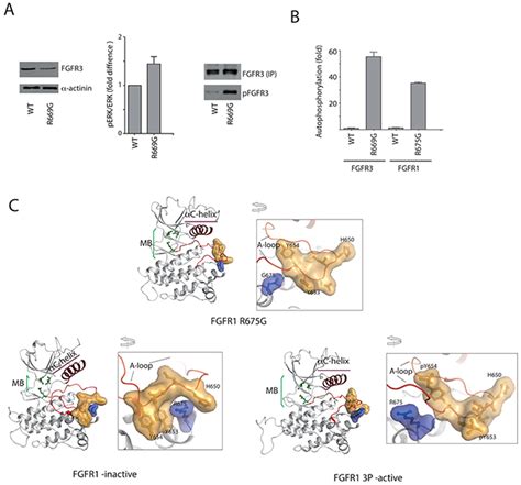 Landscape Of Activating Cancer Mutations In Fgfr Kinases And Their
