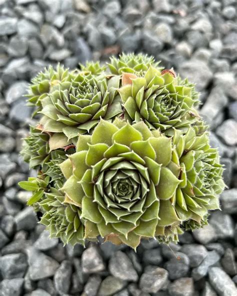 Build A Rock Garden That Stands Out With These 10 Must Have Plants