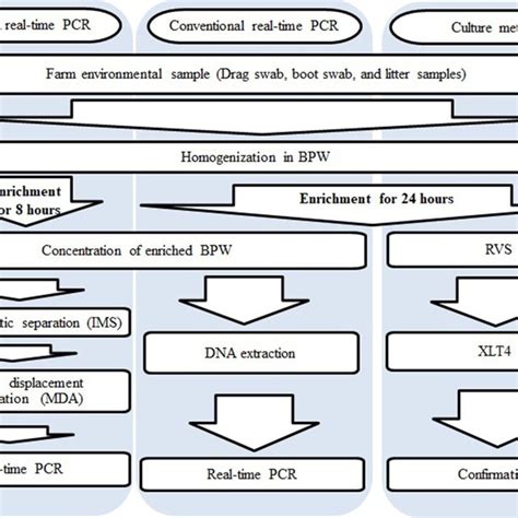 Detection Limits Of Conventional Real Time Pcr Immunomagnetic Download Scientific Diagram