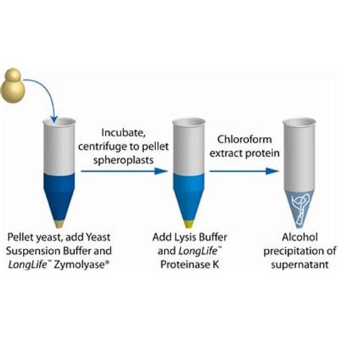 Genomic DNA Extraction From Yeast And Fungal Samples
