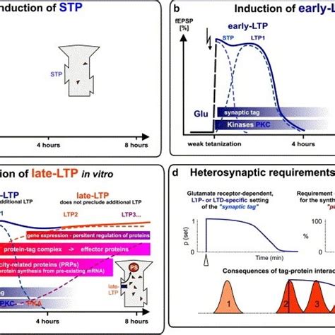 1 Schematic Illustration Of The Phases Of LTP A STP Is A Download Scientific Diagram