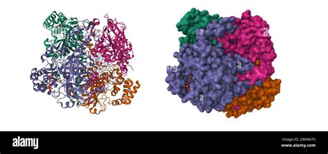 Structure Of Human Erythrocyte Catalase 3d Cartoon And Gaussian Surface Models Chain Id Color