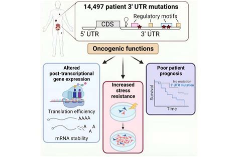 RNA Stability May Play A Role In Prostate Cancer Medicine Net