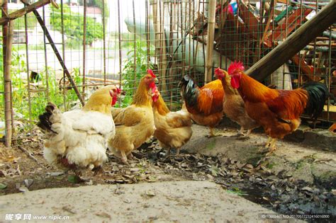 一窝鸡 肉鸡群摄影图 家禽家畜 生物世界 摄影图库 昵图网