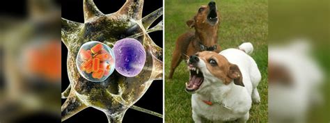 Rabies Eradication Week Begins Today