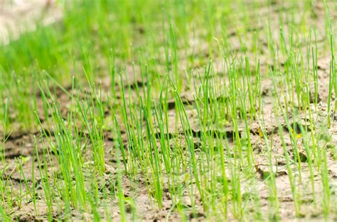 양파의 젊은 쏘고 긴 녹색 성장 하는 분야에서 야채 양파 잎의 촬영 성장 하는 생태 농장 조각과 작물 청소 농업산업 유기 신선한 녹색입니다 0명에 대한 스톡 사진 및 기타
