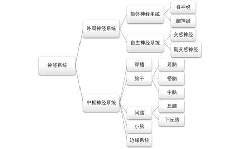 神经系统—外周神经系统、中枢神经系统 知乎