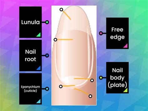Anatomy Of Nail Labelled Diagram