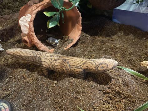 This Is My Bioactive Leopard Gecko Terrarium And I Have Some Questions