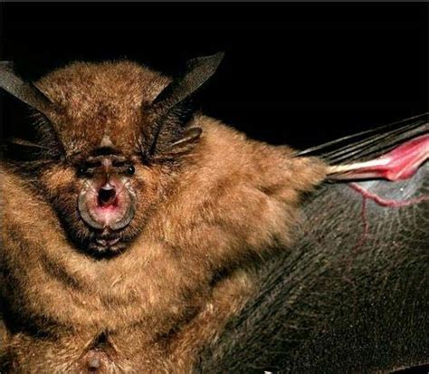 世界五大恐怖蝙蝠排名，兔唇蝠排第一名巴拉排行榜