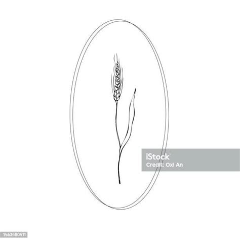밀의 프레임과 귀 밀의 귀 말린 전체 곡물 시리얼 수확 농업 유기 농업 건강 식품 상징 밀의 귀는 손으로 그려집니다 디자인 요소 격리된 배경 쌀 곡초류에 대한 스톡 벡터