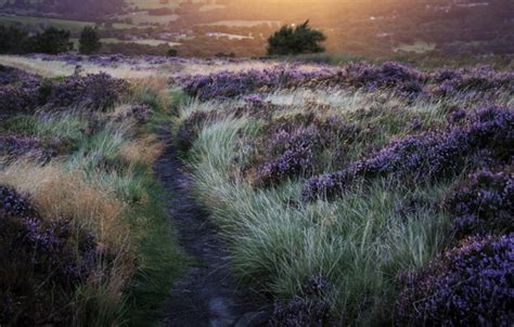 Wallpaper Grass Trees Flowers Sun Trail Lavender For Mobile And