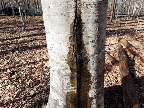 Water Dripping Or Oozing Out A Crack In A Tree In The Forest Or Woods Stock Photo Image Of