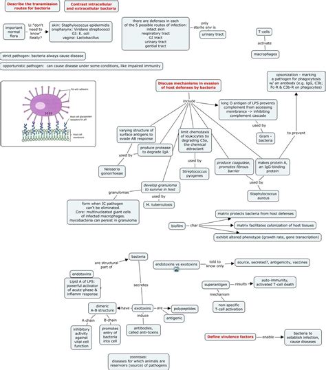Bacteriology 2 Bacterial Pathogenesis Concept Map Urinary Tract