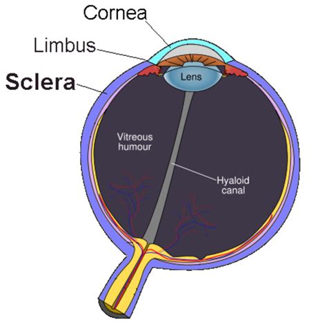 Sclera Vs Conjunctiva Whats The Difference Main Difference