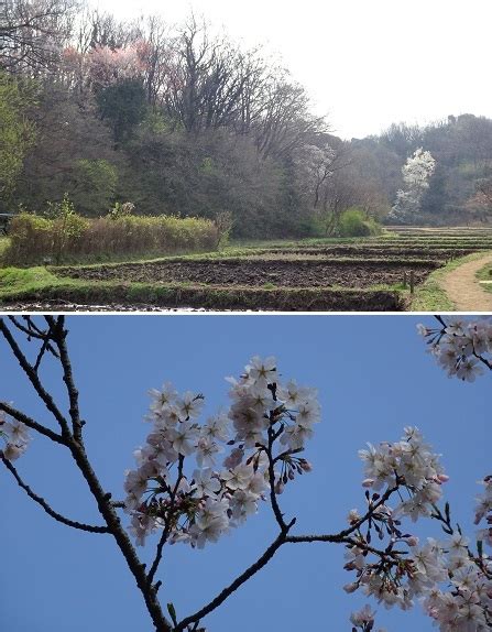 舞岡公園ブログ さくら情報