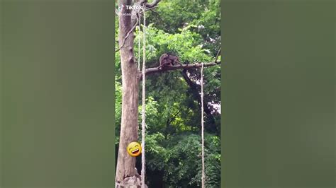سکس میمون بالای درخت Youtube