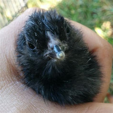 Pea Comb Sexing Ameraucanas Backyard Chickens Learn How To Raise