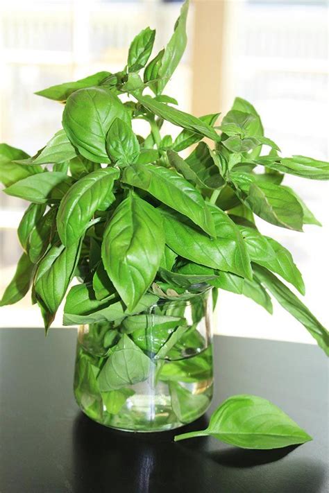 How To Store Basil Storing Basil Amazing Gardens Fresh Basil Recipes